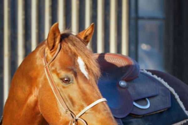 How do you judge reining? - MSU Extension