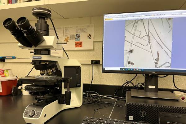 MSU and MDARD plant labs unite to help Michigan plant industries thrive ...