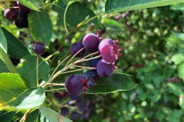East Michigan fruit update – June 30, 2020 - Fruit & Nuts