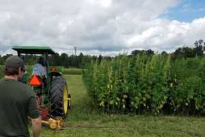 Hemp Production