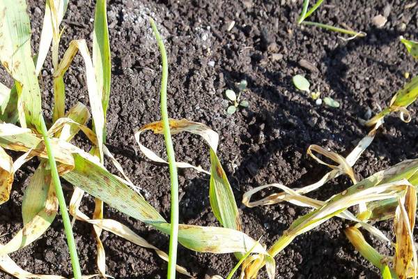 Planning onion weed control for 2018 - MSU Extension