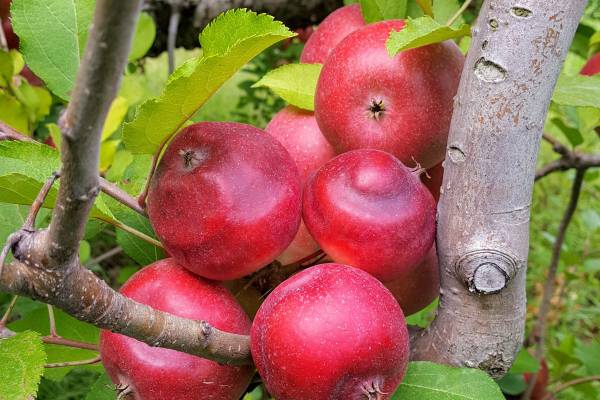 Southwest Michigan fruit update – Sept. 19, 2018 - Fruit & Nuts