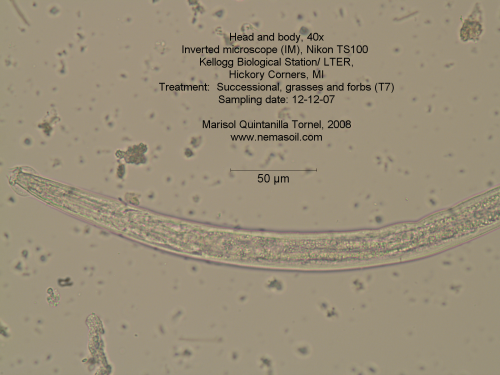 Tylocephalus - Applied Nematology, Ecology and Acoustical Signatures
