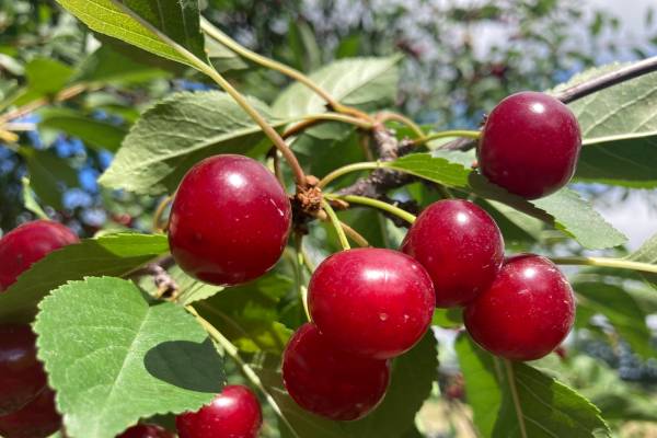 Northwest Michigan fruit update – July 25, 2022 - Fruit & Nuts