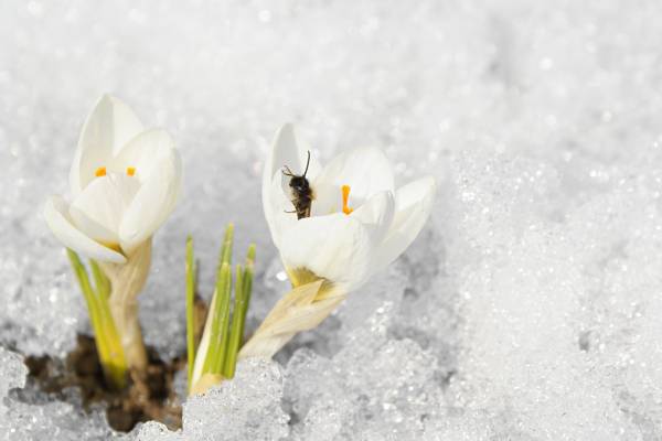 How insects survive cold: The potential effect of a mild winter - Field ...