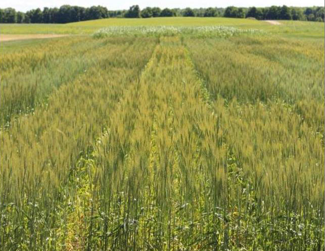 Spring Wheat Varieties