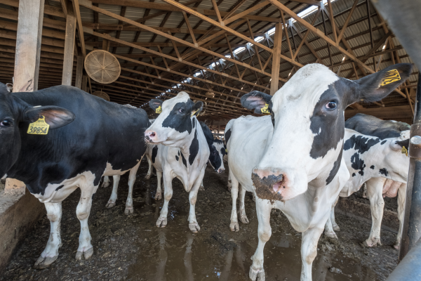 Dairy Manure Management