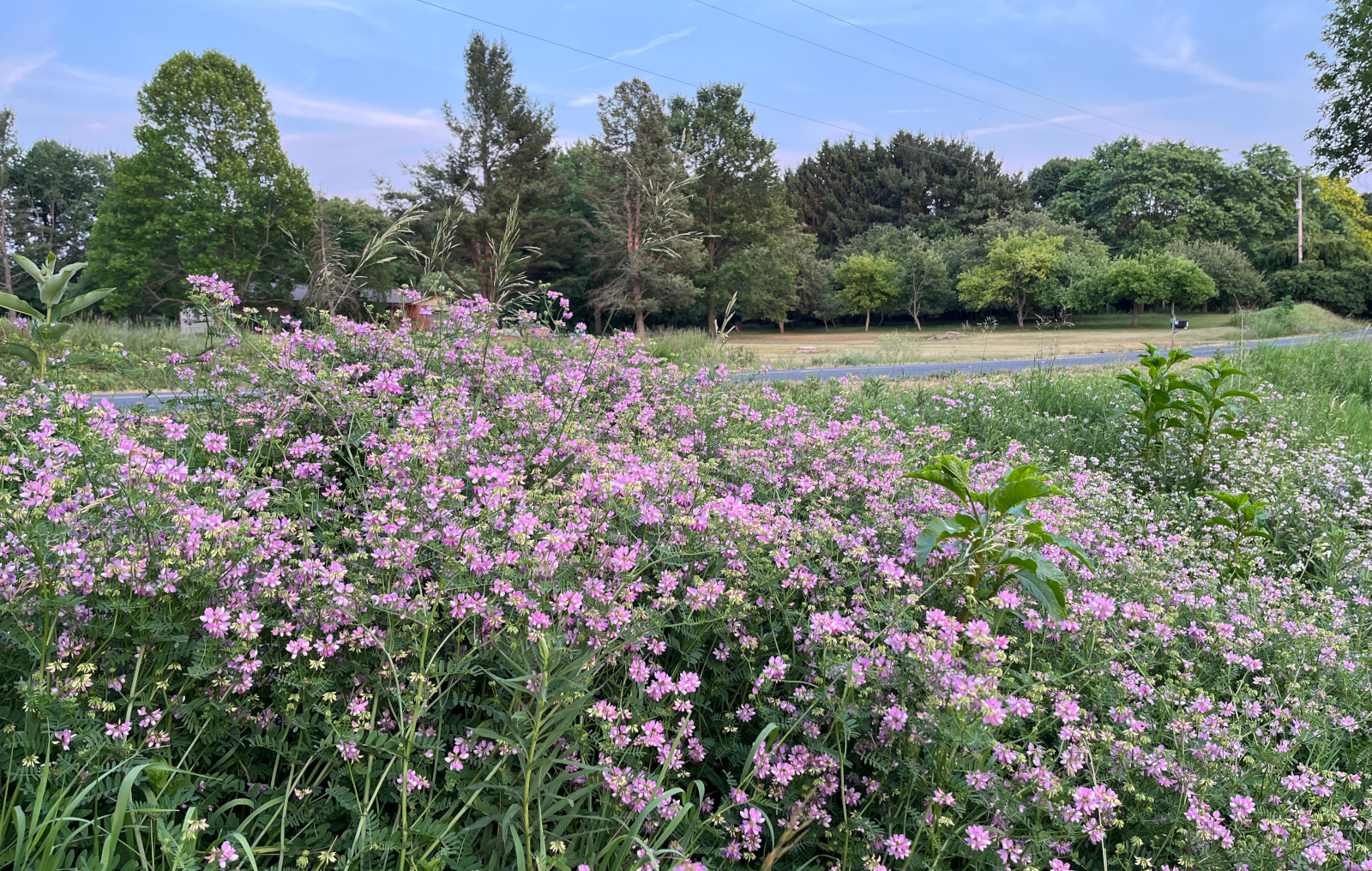 Crown Vetch Ground Cover