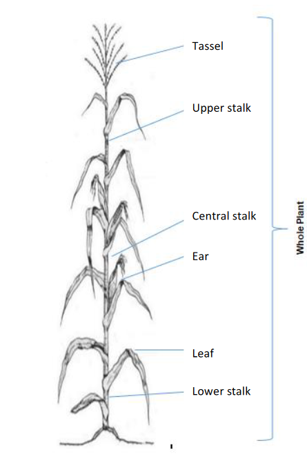 Corn Labeled Parts Of Plant