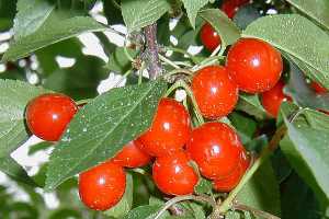 Michigan food culture - MSU Extension