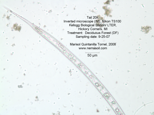 Hemicycliophora - Applied Nematology, Ecology and Acoustical Signatures