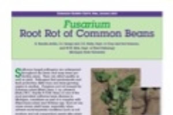 Fusarium Root Rot of Common Beans - MSU Extension