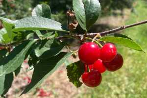 Northwest michigan fruit update – July 13, 2022 - Fruit & Nuts