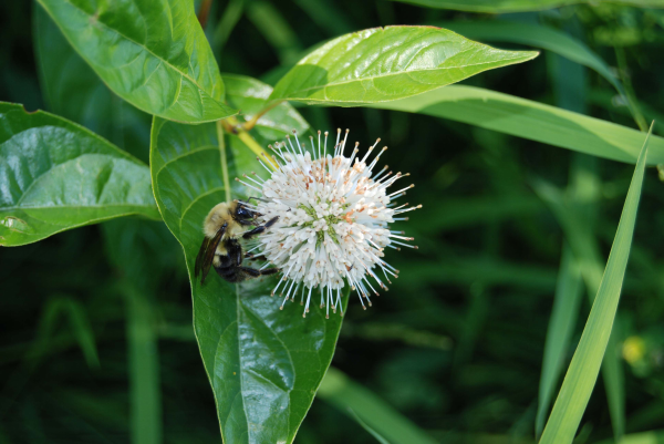 Buttonbush - Native Plants and Ecosystem Services
