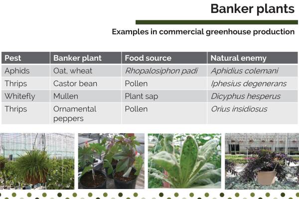 Common banker plants in insect biological control systems ...