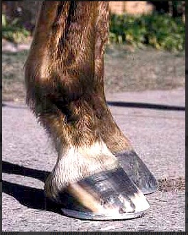 What your horse’s hoof angle may be telling you - Horses