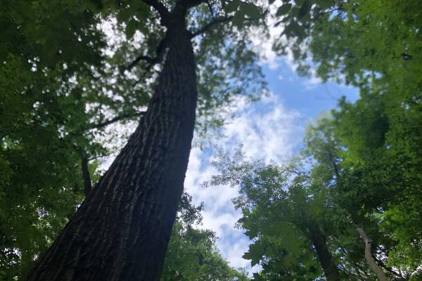 New Faces in the Department of Forestry in 2021 - Department of Forestry