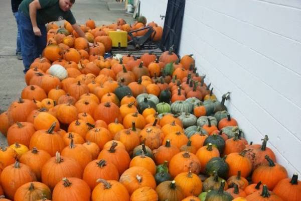Using pumpkins for more than decoration - MSU Extension