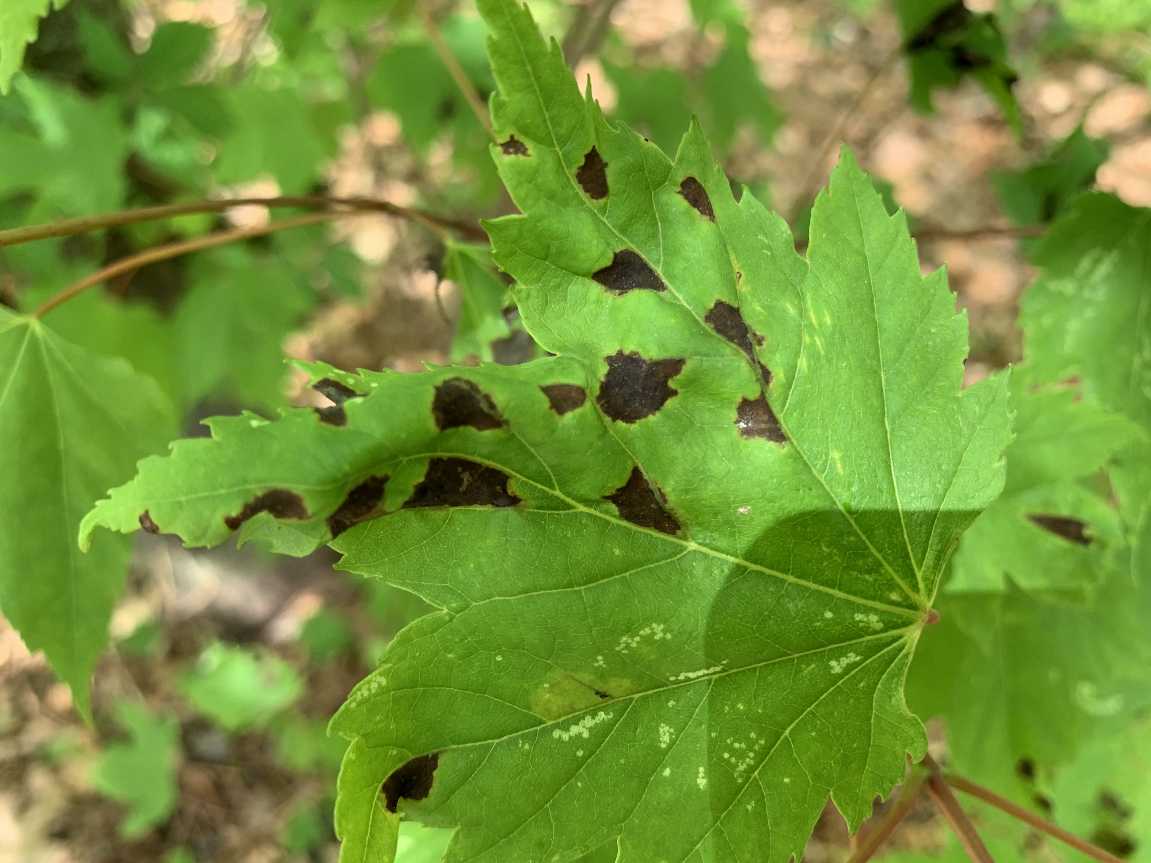 Red Maple Leaf Disease