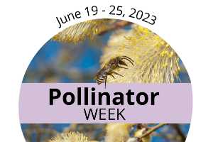 Pollinator Week: June 19-25 - 4-H Environmental & Outdoor Education