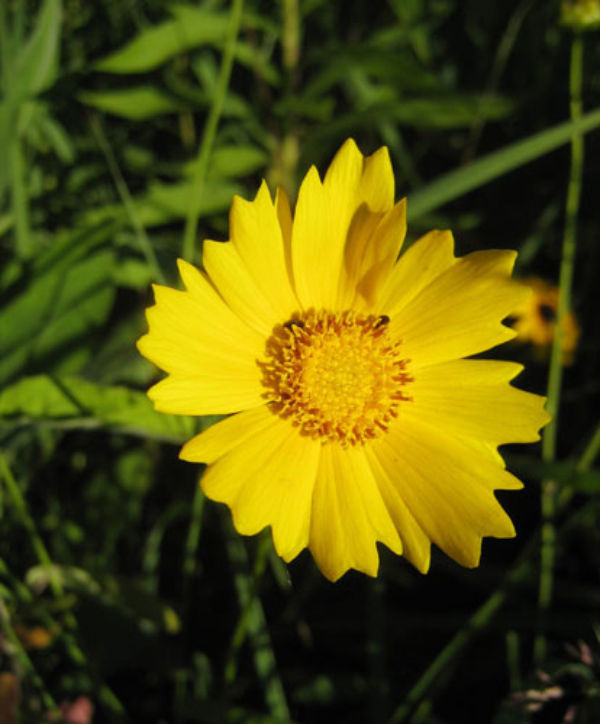 Sand coreopsis - Native Plants and Ecosystem Services