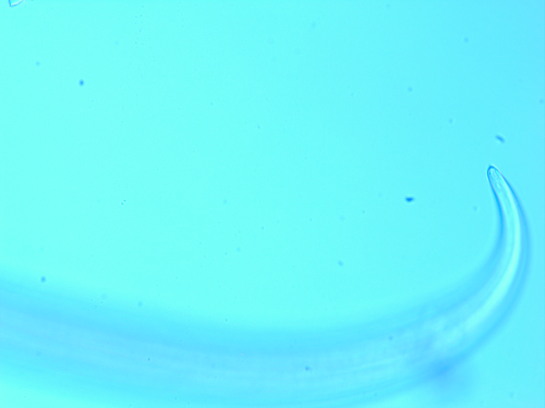 Plectus - Applied Nematology, Ecology and Acoustical Signatures