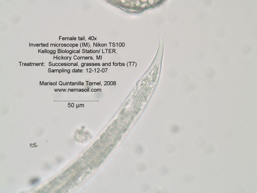 Eucephalobus - Applied Nematology, Ecology and Acoustical Signatures