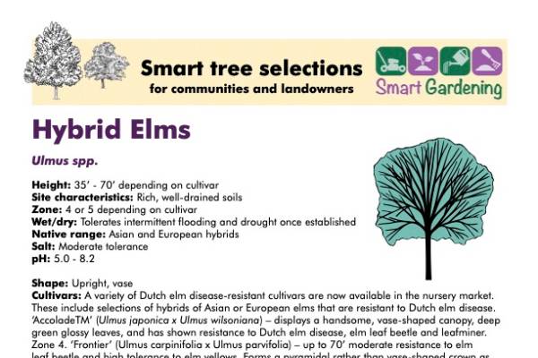 Hybrid Elms - Gardening in Michigan