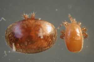 Tropilaelaps mite information for beekeepers - Beekeeping & Pollinators