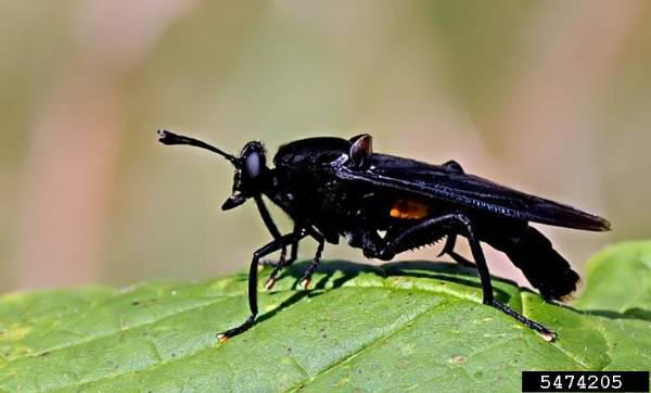 Michigan insects in the garden – Season 2 Week 10: Mydas flies ...