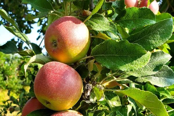 Southwest Michigan fruit update – Aug. 25, 2020 - Fruit & Nuts