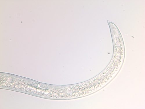 Helicotylenchus - Applied Nematology, Ecology and Acoustical Signatures