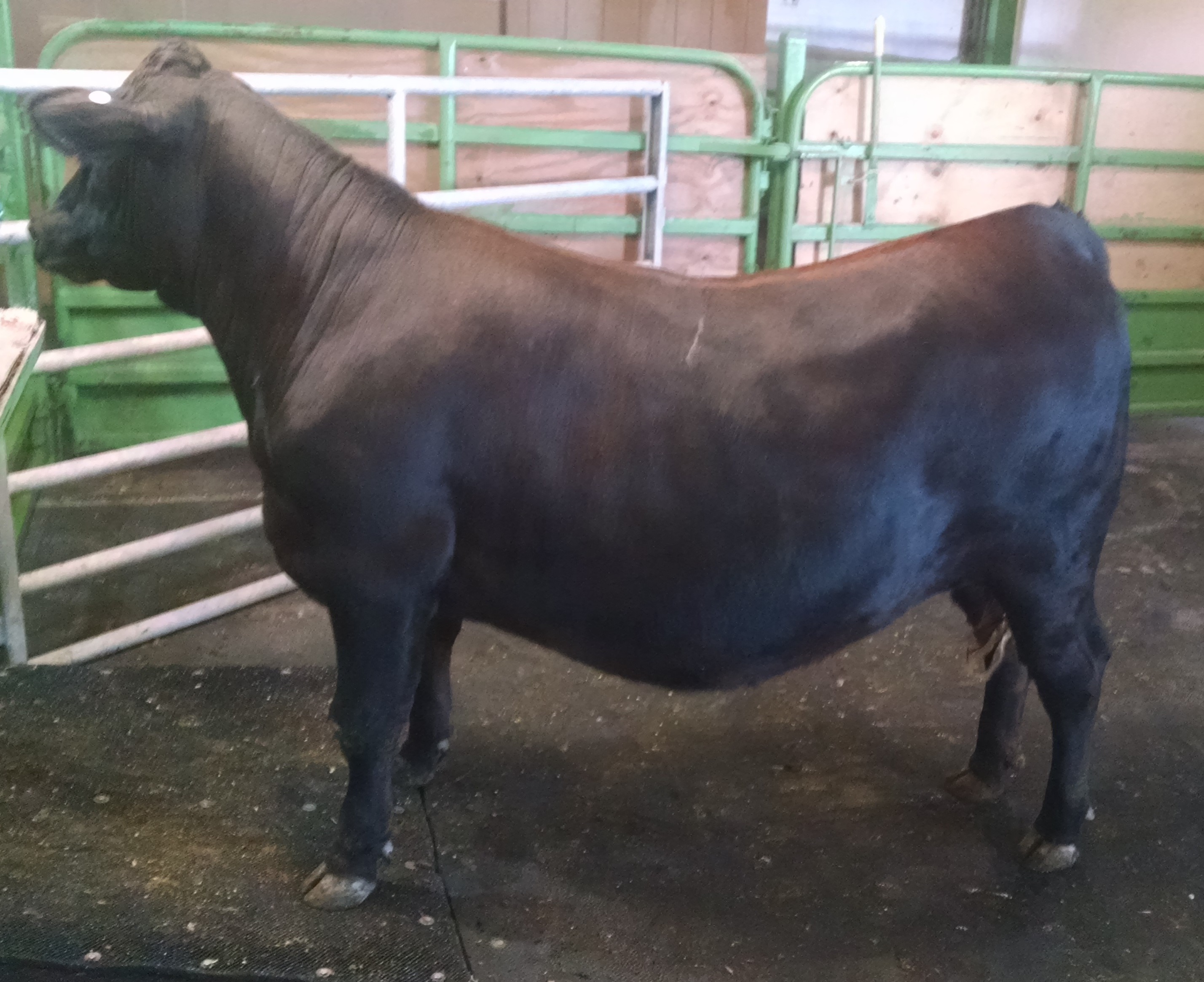 Jersey Angus Cross