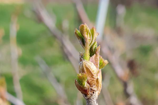 Southwest Michigan fruit update – April 4, 2023 - Fruit & Nuts