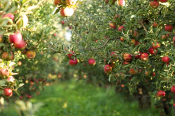 Fruit & Nuts - Beginning Farmer