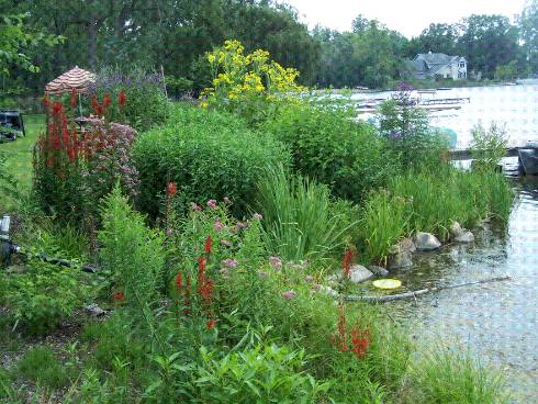 Understanding lakeshore ecosystems — Part 3: Natural vegetation - MSU ...