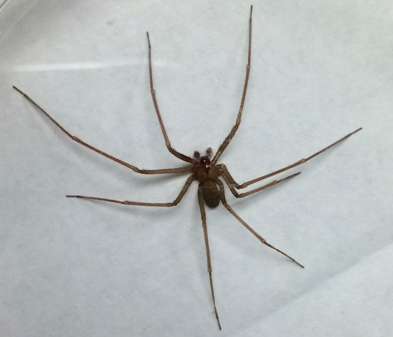 Brown Recluse Spiders Size