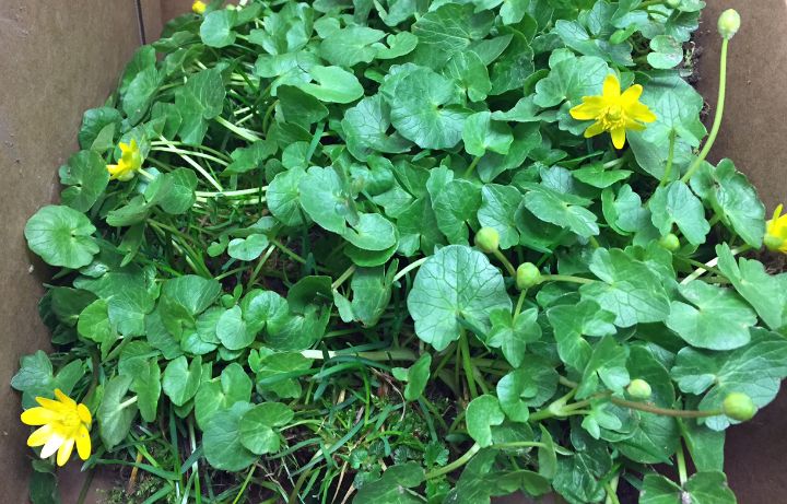 Lesser celandine: An attractive spring weed that spreads with a ...