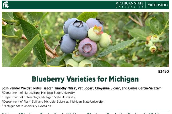 Blueberry Varieties for Michigan - Blueberries