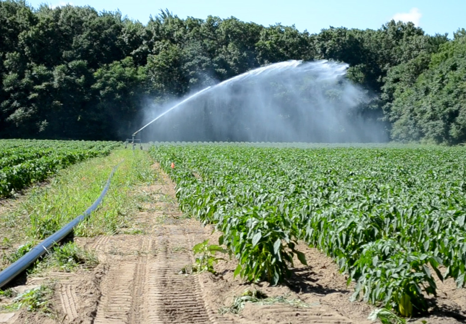 Irrigation Agriculture