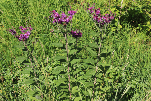 Ironweed, Missouri ironweed - Native Plants and Ecosystem Services