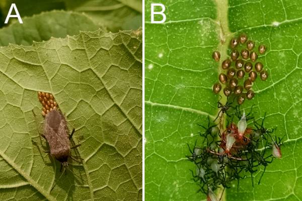Squash Bugs As Pests Of Cucurbits In Michigan Msu Extension