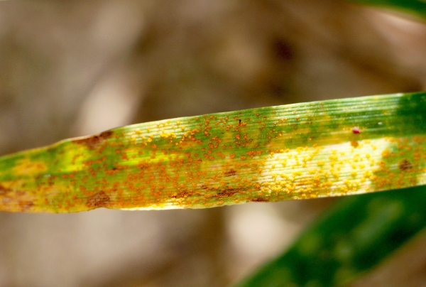 Scout for stripe rust and other wheat leaf diseases now - MSU Extension