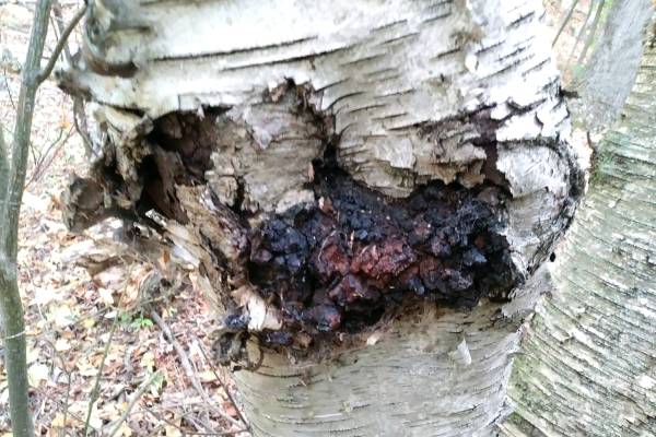 Inonotus obliquus - Bonito Lab