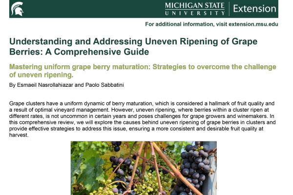 Understanding and Addressing Uneven Ripening of Grape Berries: A ...