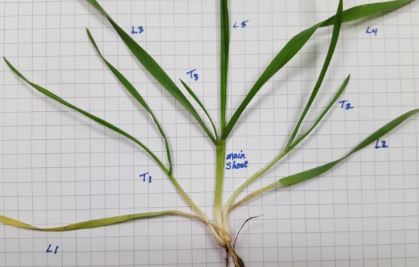 Evaluating seedling wheat stands this fall - MSU Extension