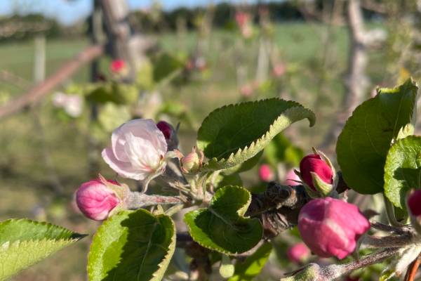 Southwest Michigan fruit update – April 23, 2024 - Fruit & Nuts