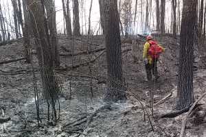 Restoring ecosystems through fire - MSU Extension