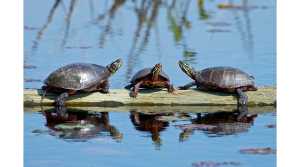 Freshwater friends: Who’s under that shell - Center for Lakes and Streams
