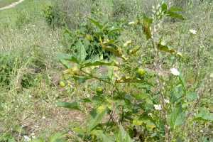 Fall weed control options for Christmas tree farms - Christmas Trees